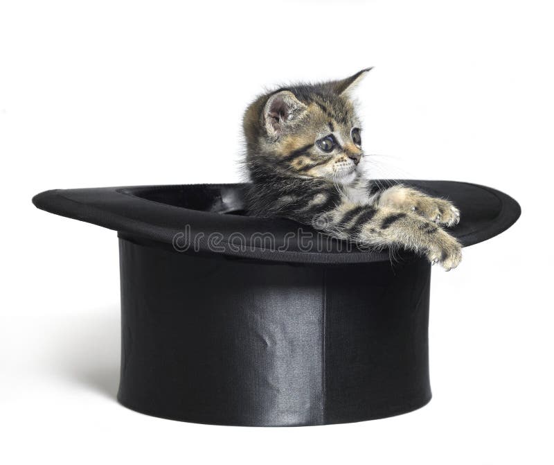 Kitten playing on top hat stock image. Image of lumbering - 36732171