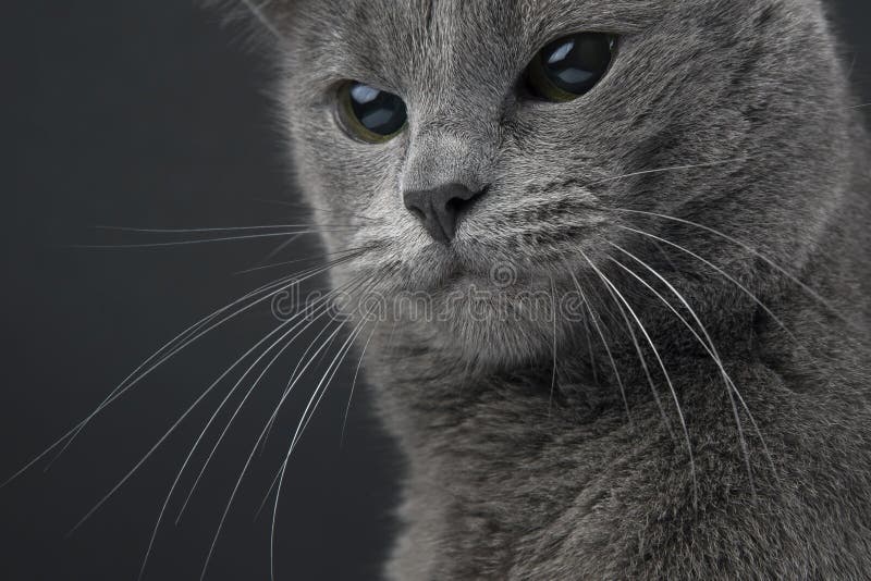 Studio Portrait of a Beautiful Grey Cat Stock Image - Image of purebred ...
