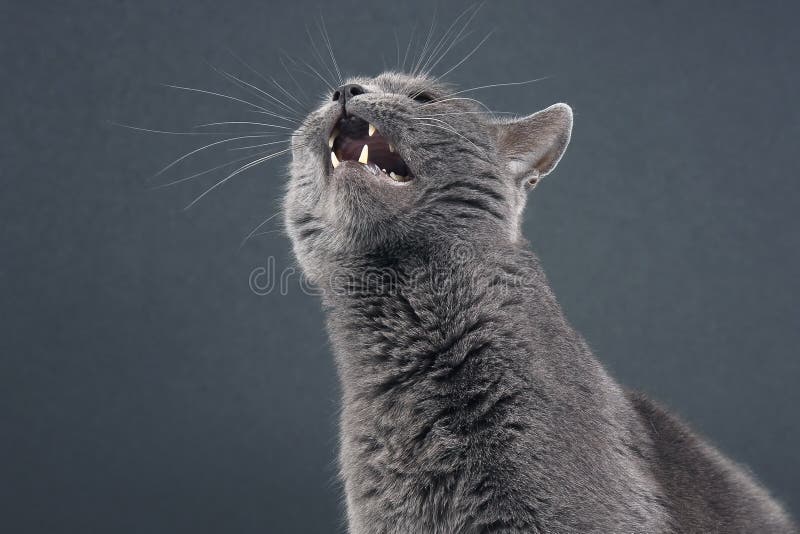 Studio Portrait of a Beautiful Grey Cat with a Wide Open Mouth Stock ...
