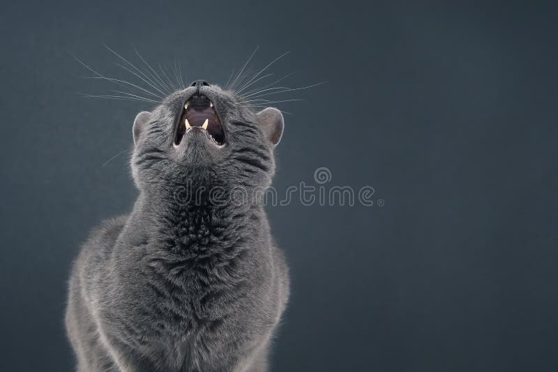 Studio Portrait of a Beautiful Grey Cat with a Wide Open Mouth Stock ...
