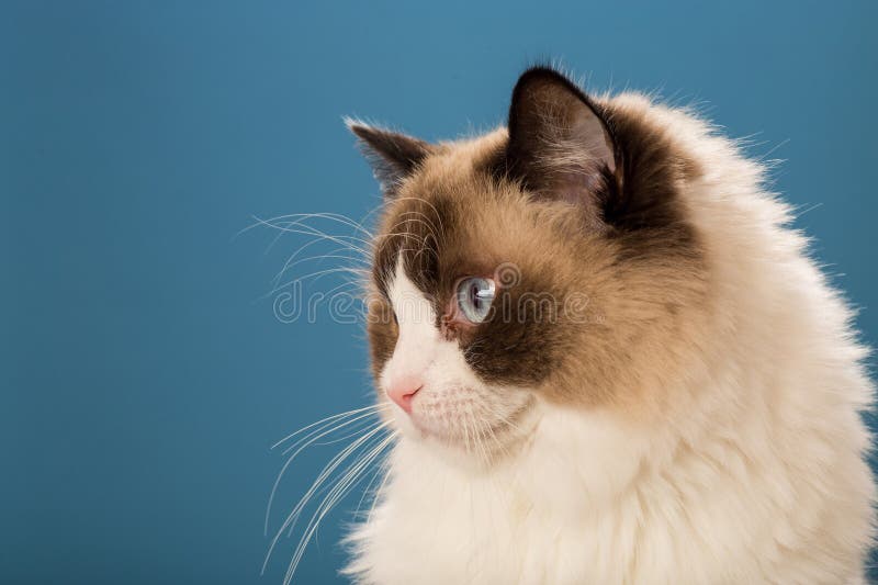 Studio Portrait of a Domestic Ragdoll Cat Stock Photo - Image of brown ...