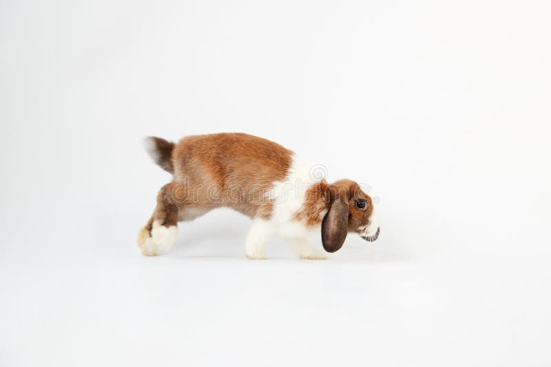 127 Bunny Hop White Background Stock Photos - Free & Royalty-Free Stock ...
