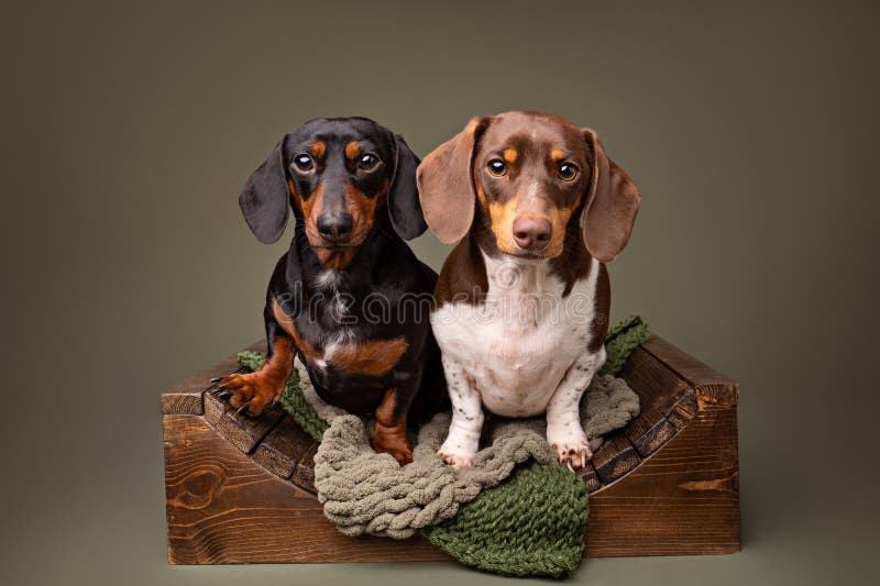 Two Dachshunds in a studio stock photo. Image of pair - 238003340