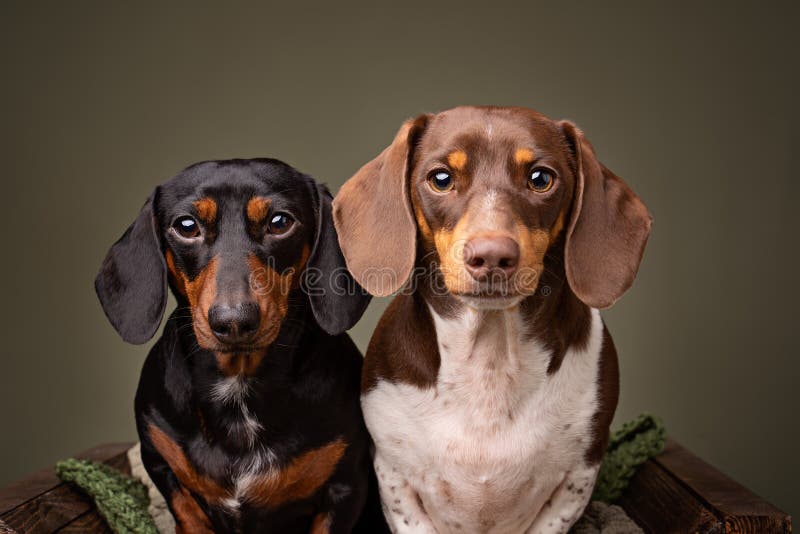 Two Dachshunds in a studio stock photo. Image of haired - 238003344