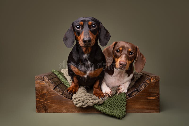 Two Dachshunds in a studio stock image. Image of purebred - 238003373