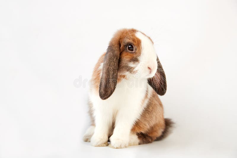 Miniature Rabbits stock photo. Image of bunny, hare, miniature - 937094