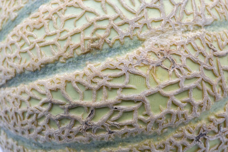 Studio Shoot of Macro Surface of Melon Skin Stock Image - Image of ...