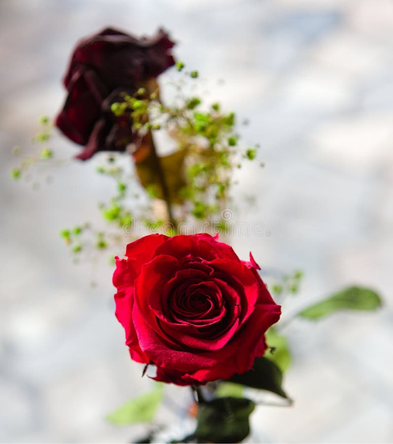 Two Roses Separated by Time Stock Image - Image of roses, blossom ...