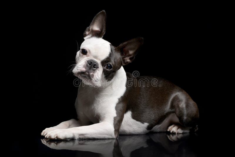 Boston Terrier Side View Stock Photos - Free & Royalty-Free Stock ...