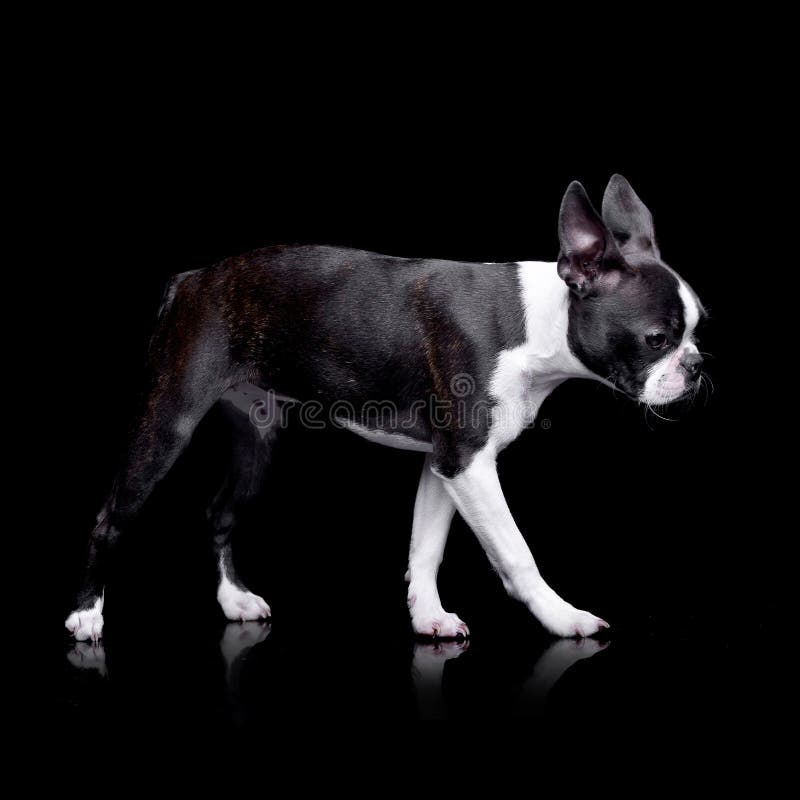 Boston Terrier Side View Stock Photos - Free & Royalty-Free Stock ...
