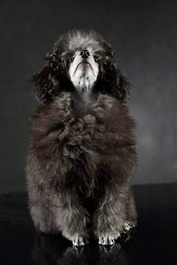 Studio Shot of an Adorable Poodle Stock Photo - Image of curious ...