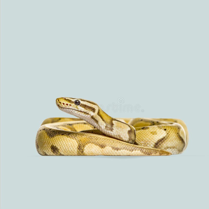 Python Regius, Also Known As Royal Python or Ball Python, Resting on Light Blue Background Stock ...