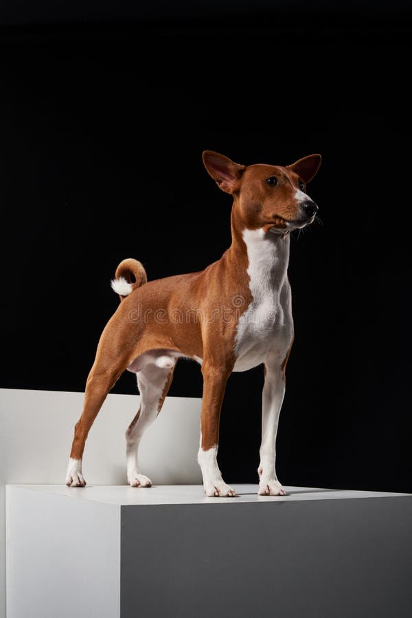 Studio Shot of Basenji Dog Standing in Posture on White Boxes Stock ...