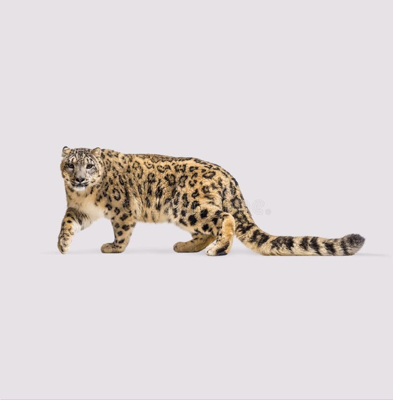 Studio Shot of Beautiful Snow Leopard Walking on Colored Background ...