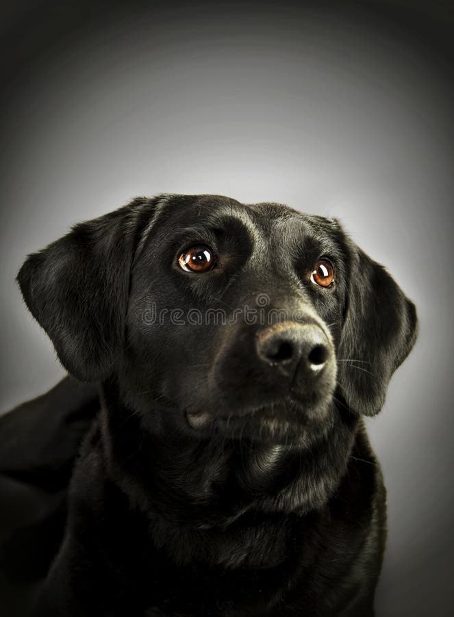 Black mutt portrait stock photo. Image of coat, rough - 6113470