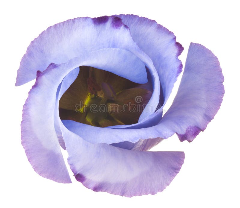 Eustoma flower isolated stock photo. Image of head, shot - 102990440