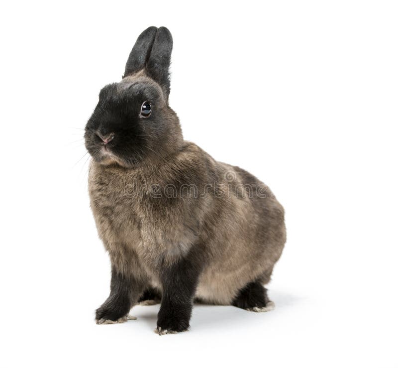 Young brown rabbit stock photo. Image of domestic, mammals - 112750764