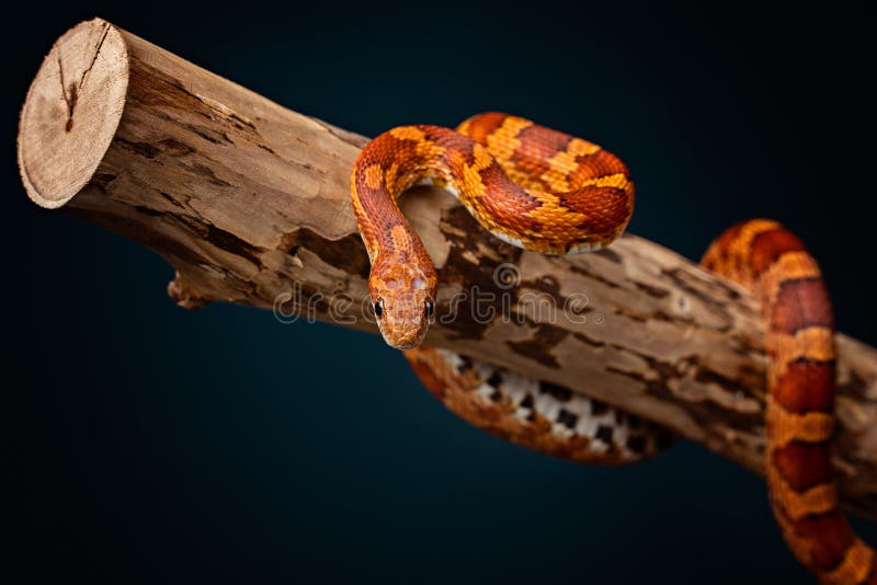 Corn snake on a log stock photo. Image of exotic, female - 254519862