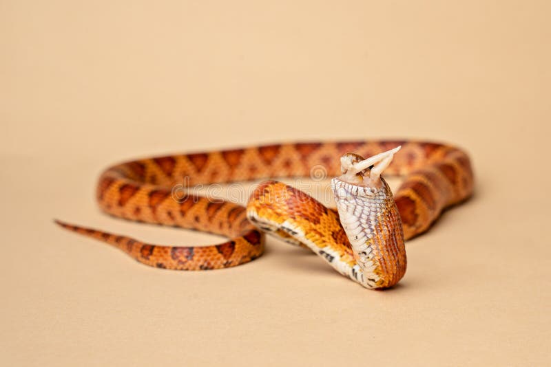 Corn Snake Being Fed a Mouse Stock Image - Image of zoology, color ...