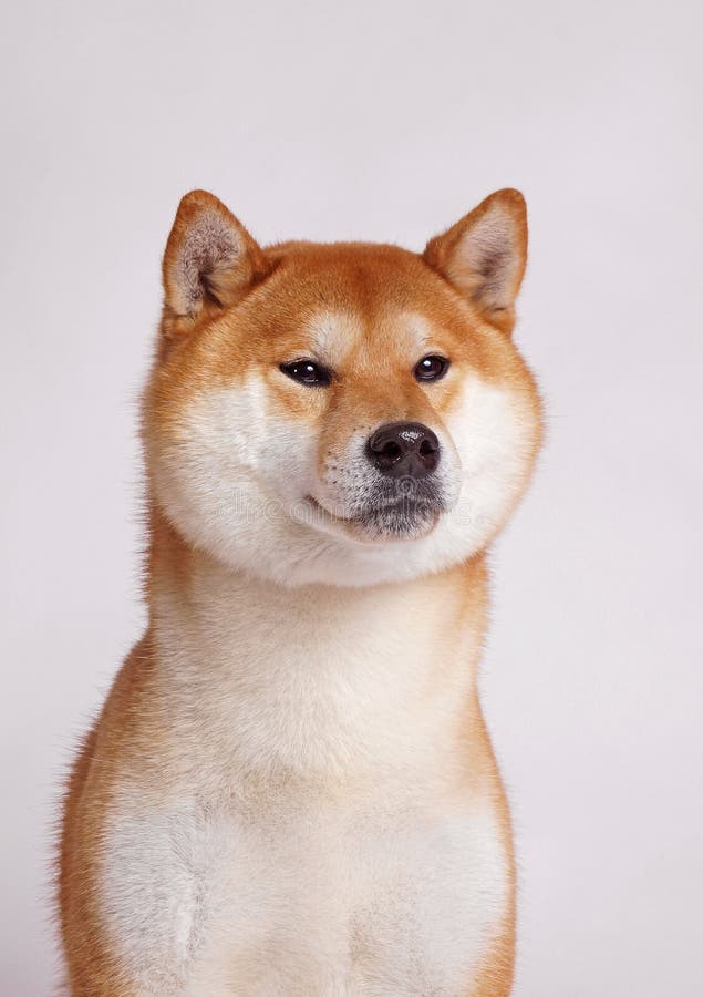 SHIBU stock photo. Image of terrier, white, puppy, trrier - 99394478