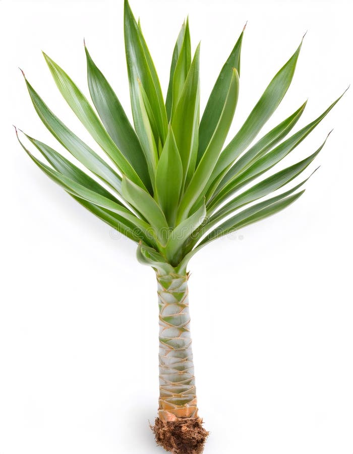 Studio Shot of a Dragon Tree with Roots and Lush Green Leaves Isolated ...