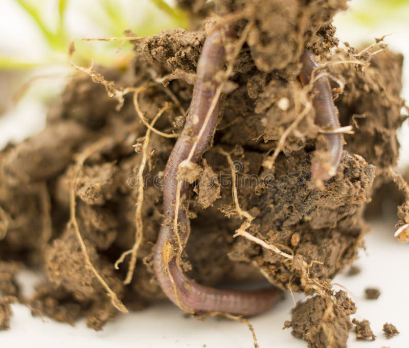 Earthworm Roots Stock Photos - Free & Royalty-Free Stock Photos from ...