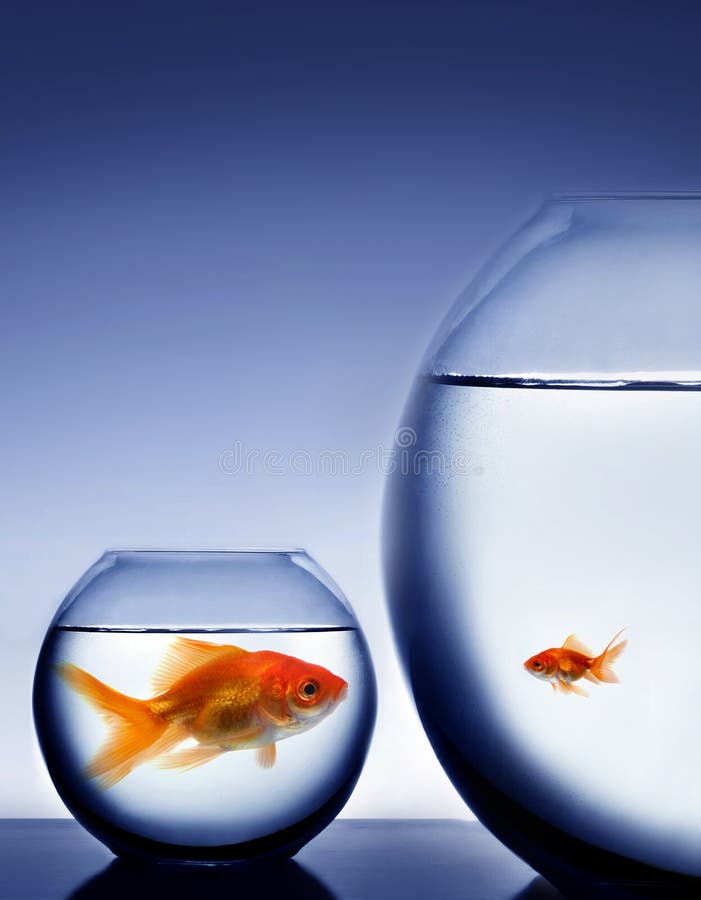 Fish in small bowl stock photo. Image of outgrown, fish - 4002754