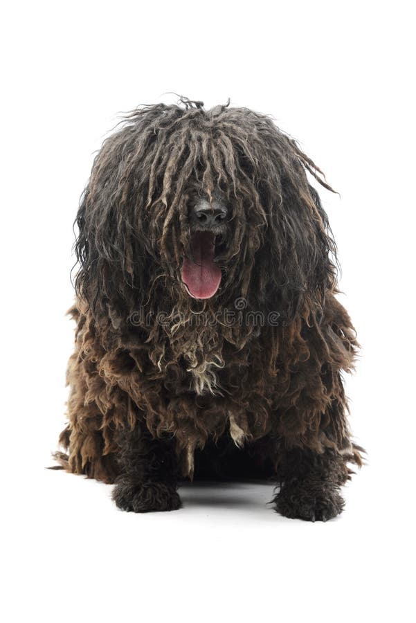Studio Shot of a Friendly Puli Stock Image - Image of satisfied, eyes ...