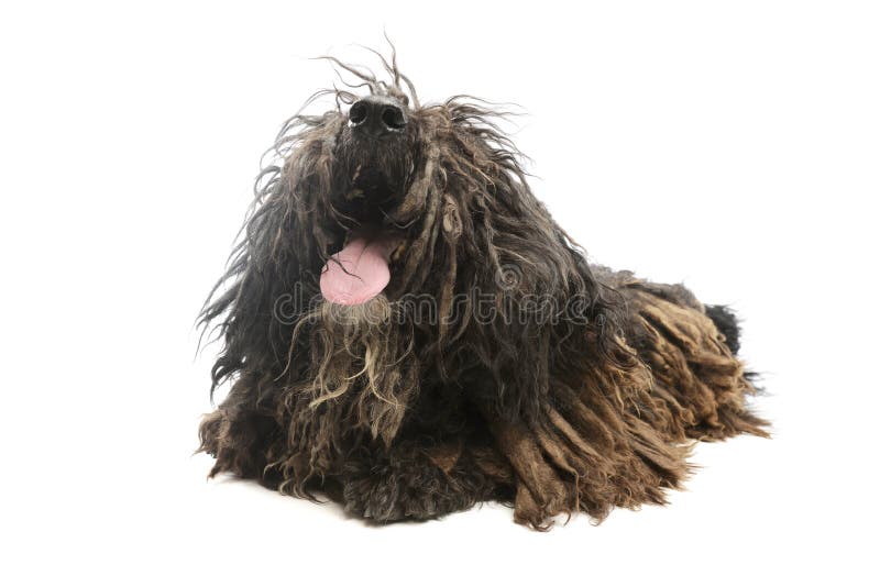Studio Shot of a Friendly Puli Stock Image - Image of isolated ...