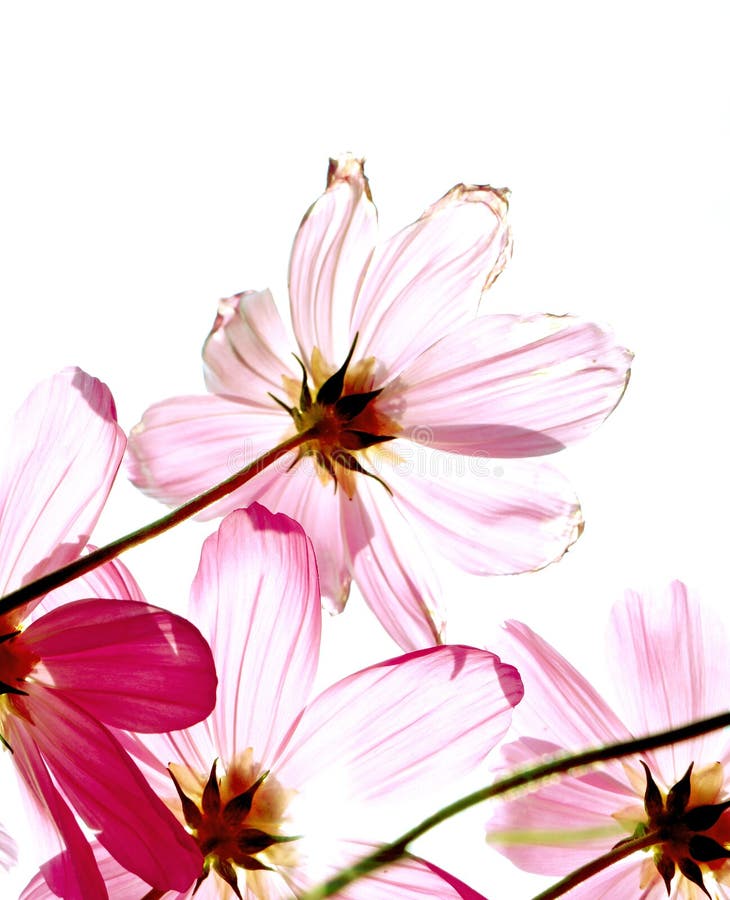 Studio Shot of Fuchsia Colored Cosmos Flowers Isolated on White ...