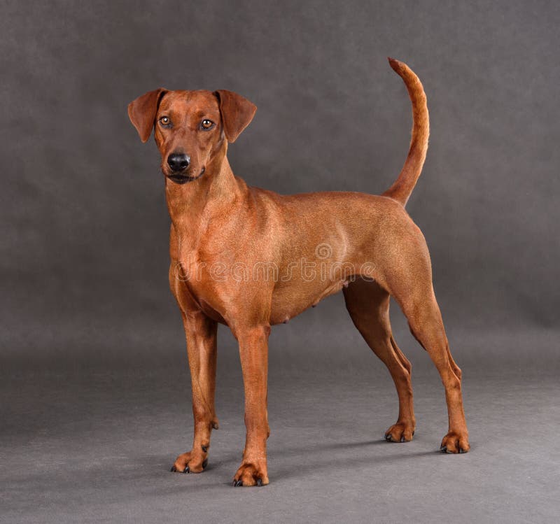207 Red German Pinscher Stock Photos - Free & Royalty-Free Stock Photos ...