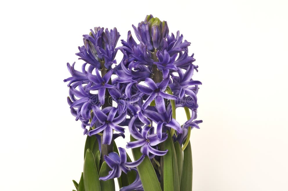 Studio shot of a hyacinth stock photo. Image of spring - 245084656
