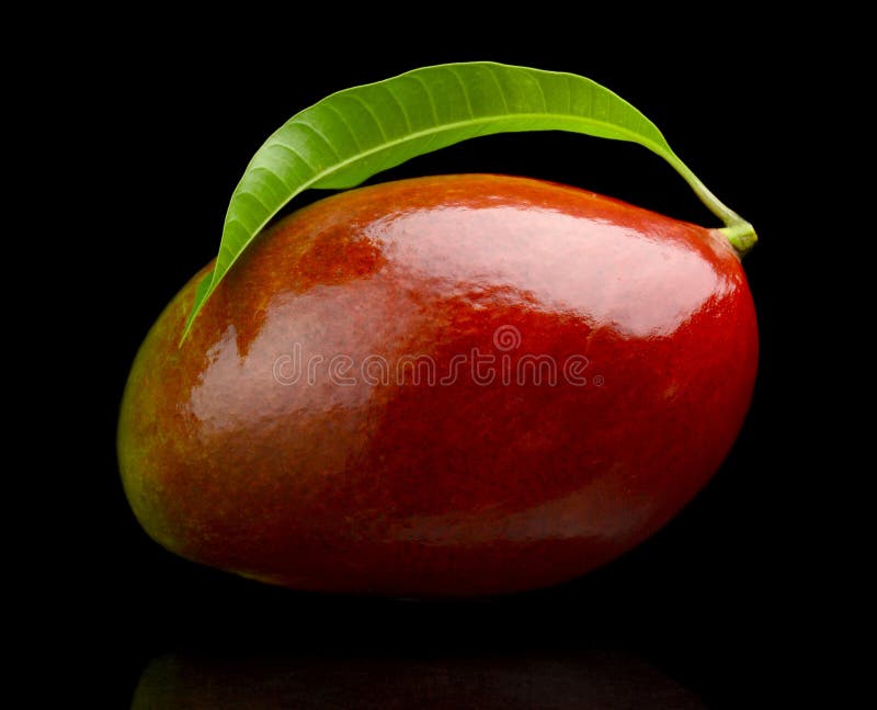 Studio Shot of One Whole Mango with Leaf Isolated Stock Photo - Image ...