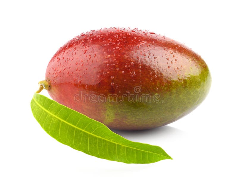 Studio Shot of One Whole Mango with Leaf Isolated Stock Image - Image ...