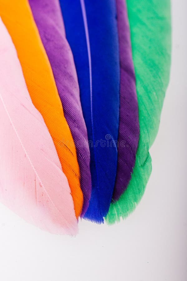Studio Shot Photo Colored Bird Feathers As Texture Background Stock ...