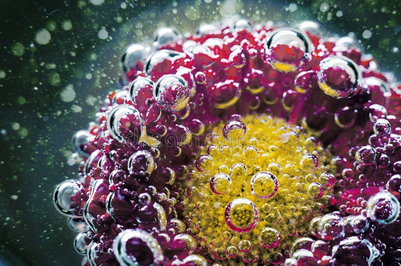 Studio Shot of Red Colored Flowers Under Water Stock Photo - Image of ...