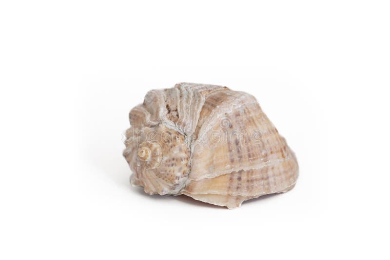 Single seashell stock photo. Image of closeup, biology - 28878006