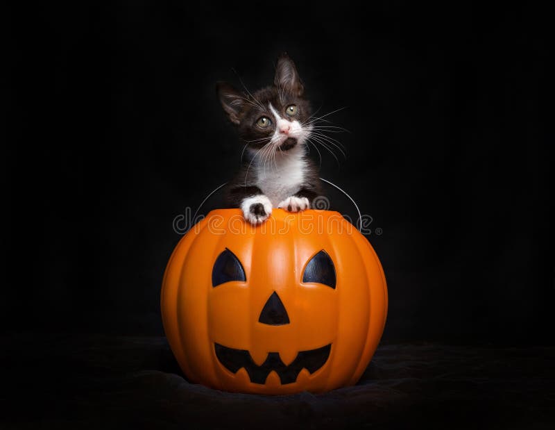 Studio Shot of a Tiny Kitten Sitting in a Plastic Pumpkin Stock Image ...