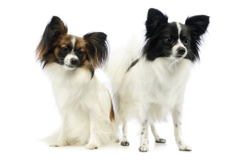 Studio Shot of Two Adorable Papillons Stock Image - Image of black ...