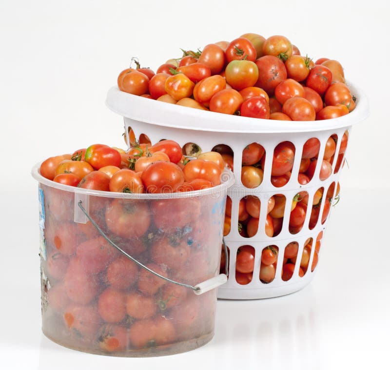 Studio Shot of Two Baskets of Field Tomatoes Stock Photo - Image of ...