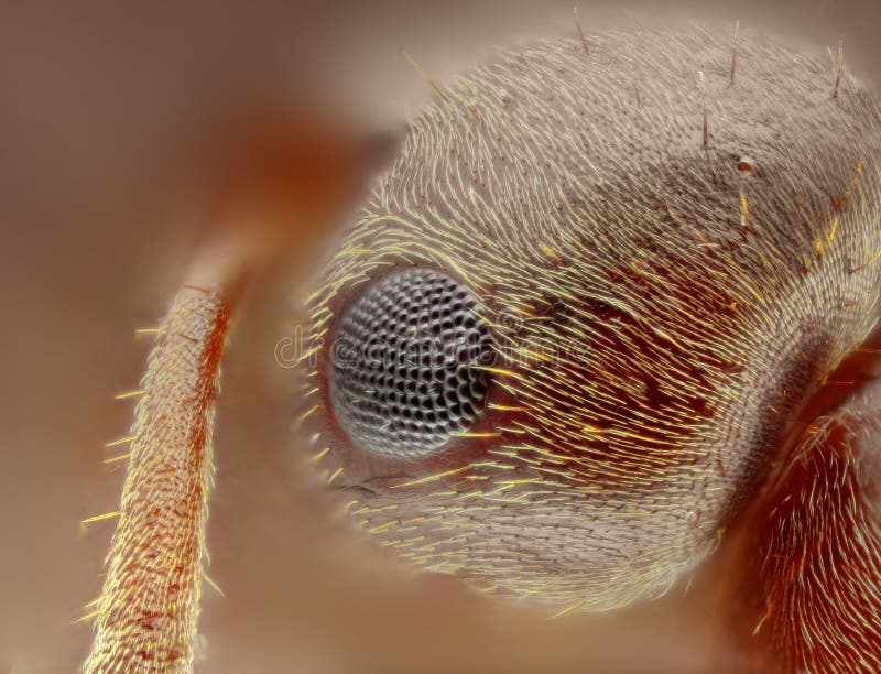 Ingrandimento Estremo - Mandibole Dello Scarabeo Del Verme Della Farina ...