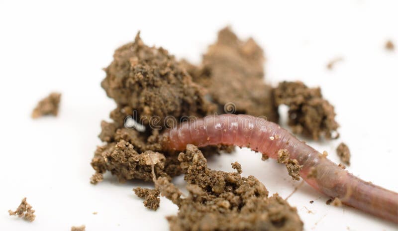 Ver De La Terre Sur Le Fond Blanc Photo stock - Image du modifié ...