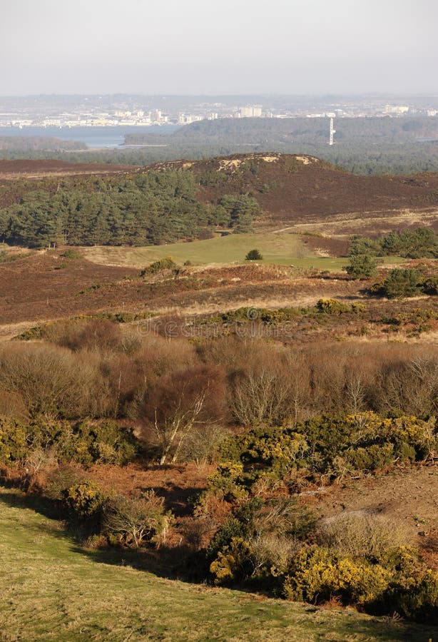 Studland heathland stock photo. Image of prairie, heath - 34290986