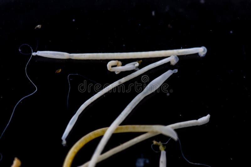 Acanthocephala is a Phylum of Parasitic Worms Known As Acanthocephalans ...