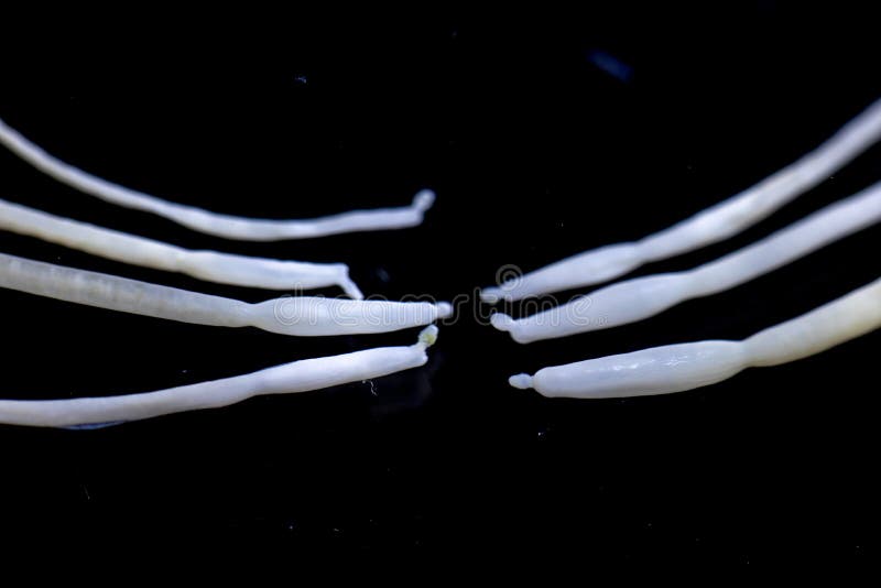 Acanthocephala is a Phylum of Parasitic Worms Known As Acanthocephalans ...