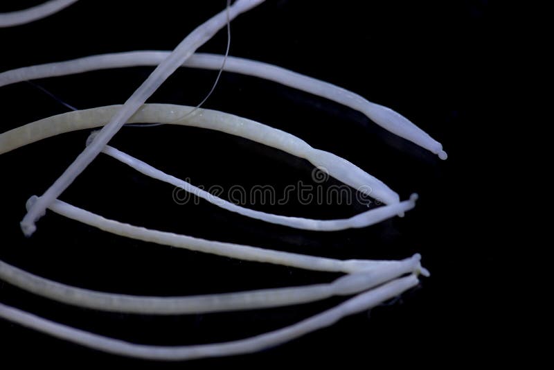 Acanthocephala is a Phylum of Parasitic Worms Known As Acanthocephalans ...