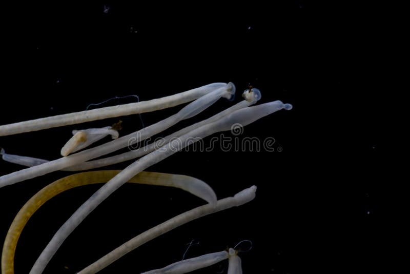 The Study of Acanthocephala is a Phylum of Parasitic Worms Known As ...