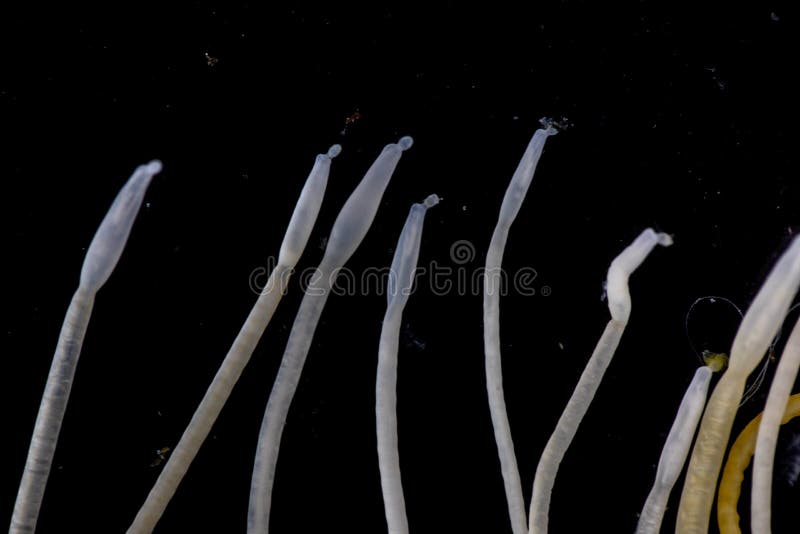 Acanthocephala is a Phylum of Parasitic Worms Known As Acanthocephalans ...