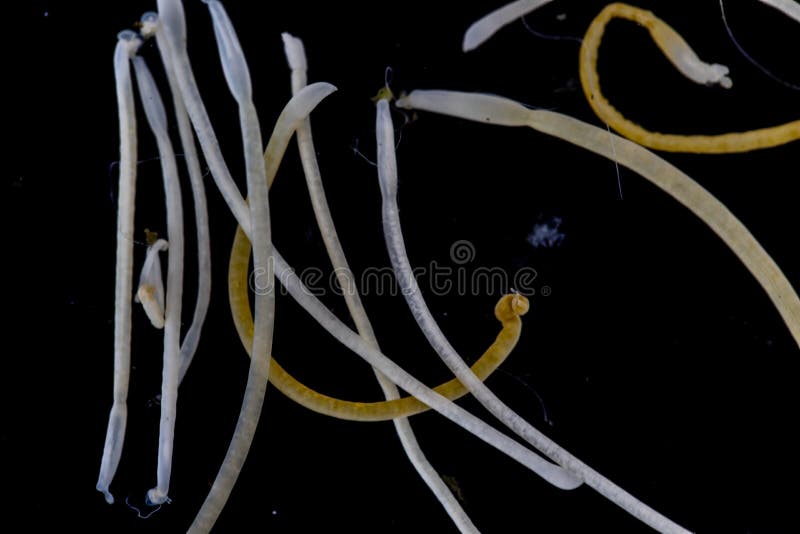 Acanthocephala is a Phylum of Parasitic Worms Known As Acanthocephalans ...