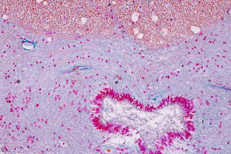 Study Anatomy Human and Histological Sample of Human Model. Stock Photo ...